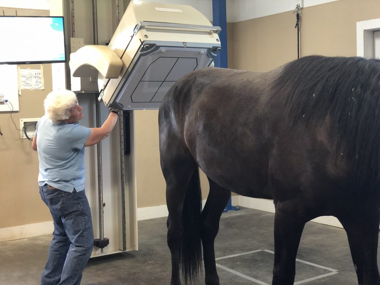 Bone Scans | Pine Bush Equine Services