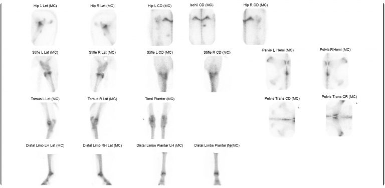 Bone Scans | Pine Bush Equine Services
