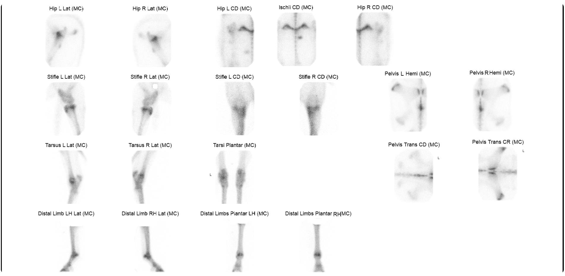 Bone Scans | Pine Bush Equine Services